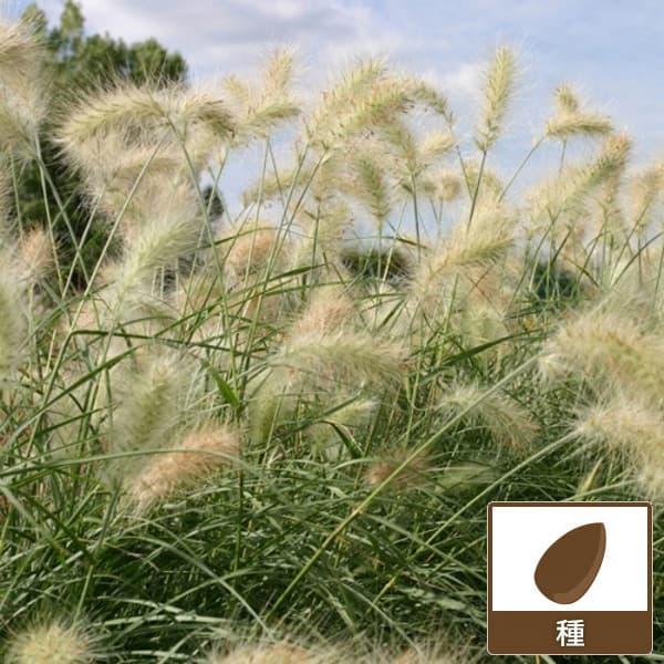 オーナメンタルグラス 育てやすい上に、見た目もとても素晴らしいオーナメンタルグラスの一つです。ブッシュ状になる落葉性の苗から、光り輝くような白色でウサギの尾のような穂が沢山出てきます。とても目立ち、ボーダーや大きなコンテナに植えるとすぐに花...