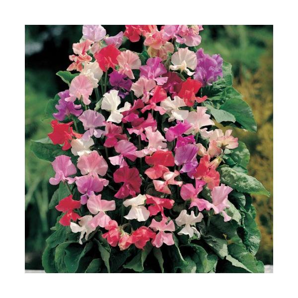 スイートピーは、ガーデンで華やかな香りを楽しみたい時にオススメの植物。この品種は夏咲きの高性品種です。「フレグランティシマ」は特に香りのよい品種をセレクトしたミックス種です。※詳しい商品説明は下のほうに記載があります