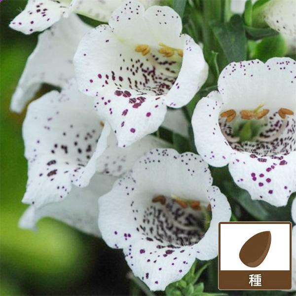 中型で鉢植え向き 種　タネ　ジギタリスは伝統的なコテージ・ガーデンの宿根草です。とても丈夫で暑さ・寒さ・乾燥に強く、育てやすい品種です。春になると茎がスラっと高く伸び、初夏のころに花茎の周囲にいっぱいの花を穂状に咲かせます。コンテナや鉢植え...
