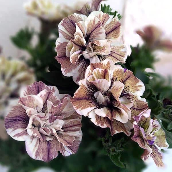 可憐な八重咲きのペチュニア。シックな花色が大人の雰囲気。気温によって変化する花色も楽しめます。※詳しい商品説明は下のほうに記載があります