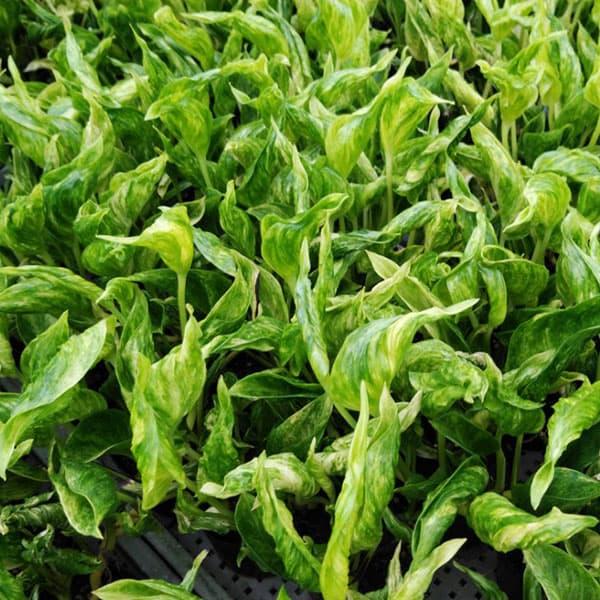 丈夫な観葉植物の定番、ポトス。オーソドックスな観葉植物ですが、室内の明るい場所なら元気に育ってつやのある美しい葉を茂らせ、とても管理しやすい品種です。テルノサンシャインは「黄色の三角帽子」とも呼ばれる、葉がきゅっとひねったような形になるユニ...