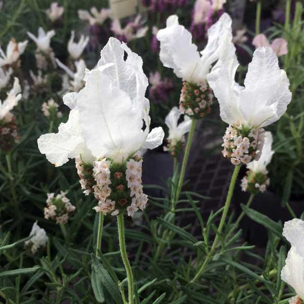 ラベラシリーズは、コンパクトで分枝の良い草姿で花付きもよく、花色・花型が美しいストエカス系のラベンダーです。ラベラピュアホワイトは白花種です。栽培環境や気温等により、花がうっすらとピンク色がかることがあります。ストエカス系はフレンチラベンダ...