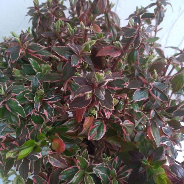 紅葉も楽しめる！ アベリアは列植やグランドカバーに最適な常緑小低木。初夏から秋にかけて、無数の花を次々に咲かせる夏の名脇役です。丈夫で土質を選ばず、大気汚染にも強いので庭木やコンテナ、生垣などに大人気です。マジックチョコレートは斑入り葉のア...