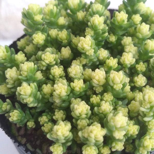 冬に黄色く色づく人気の品種。先端の黄緑色のグラデーションがさわやかな印象のセダムです。高温と低温の環境は好まないので、真夏の直射日光は避けるようにし、真冬も霜にはあてないように管理してください。※詳しい商品説明は下のほうに記載があります