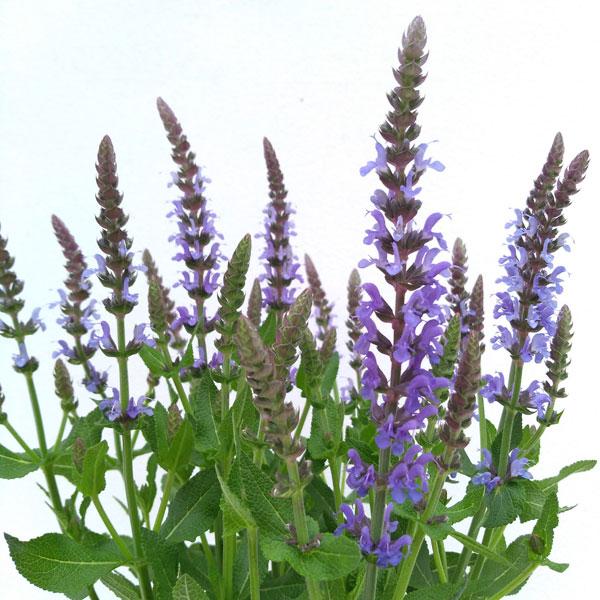 濃い紫青色の花が春から秋まで咲き続けます！耐寒性・耐暑性のある丈夫な宿根サルビアです。次々に花枝が出て連続開花し、鮮明な花色が印象的です。冬を越した株は一段と大きくなり、さらにたくさんの花を咲かせます。草丈は30〜50cmと中型です。日当た...