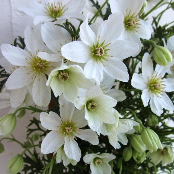 常緑性で花付きが良いカートマニージョー カルトマニージョーはオーストラリア原産のクレマチスから生まれた園芸品種。常緑性です。春先に緑がかったクリームイエローの花をたくさん咲かせます。つるが伸びない木立ち性で乾燥にも強く、鉢花として楽しむこと...