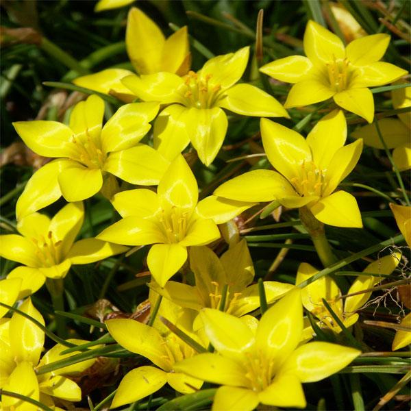 イフェイオンは暑さ・寒さに強い丈夫な球根植物。春に星のような形の花を咲かせ、ロックガーデンやコンテナガーデンに使いたい品種の一つです。グランドカバーにも適しています。非常に丈夫な品種なので手間がかからず、毎年繁殖するので、上品な花を群生で楽...