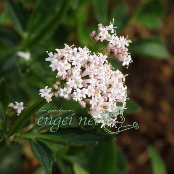 初夏頃にオミナエシに似た淡い桃色の花を咲かせます。草丈もコンパクトに収まり寄せ植えの材料や花壇の前景などにおすすめです。性質も暑さ寒さ共に強く、良く増えます。※詳しい商品説明は下のほうに記載があります