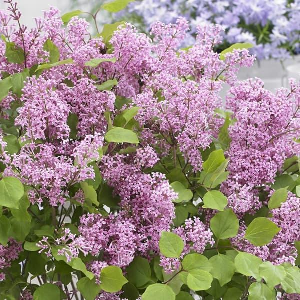 ★入荷から日数が経ったためセール価格となりました。商品の状態は画像と異なる場合があります。★他品種よりも大きな穂をたくさん咲かせるライラック新品種。開花期は甘い香りの大きな穂状花で株がいっぱいに覆われとても華やか。コンパクトにまとまる樹形で...