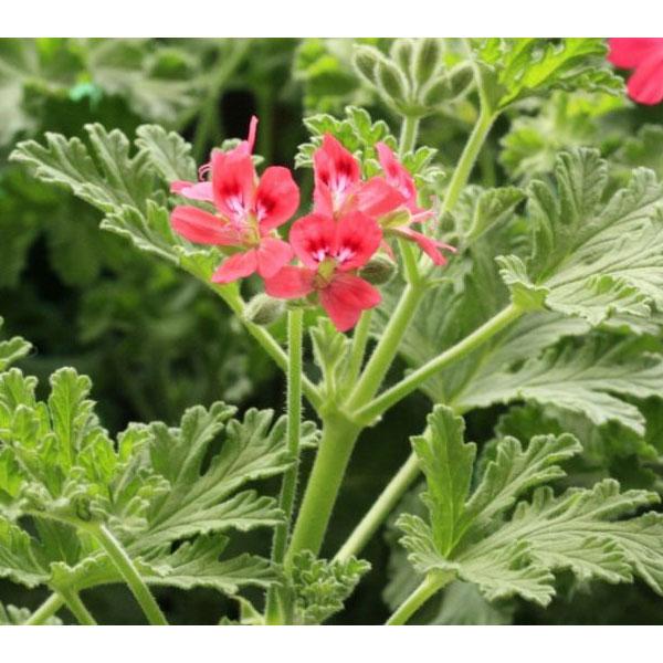 ニオイゼラニウムは香りを楽しむハーブ・センテッドゼラニウムの仲間です。南アフリカ原産の多年草で、交配により多くの品種が作り出されています。葉には良い香りがあり、愛らしい花も楽しめ、ガーデニングにおすすめです。香りは品種によりさまざま。乾燥葉...