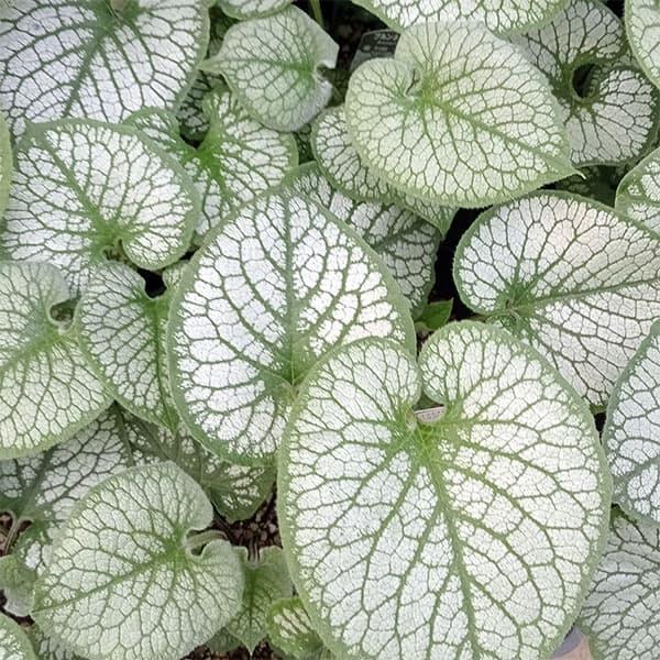 ブルンネラは半日陰から日陰のボーダー花壇に向き、樹木の下草としても利用できる耐寒性宿根草です。マクロフィラ ジャックフロストは網目模様の葉を持つ品種。葉一面を霜に覆われたような美しいシルバーリーフに、緑の網目が浮かび上がります。ワスレナグサ...