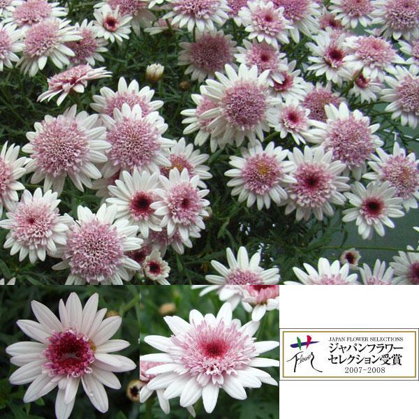 ゲブラナガトヨさんオリジナル 花の中心があずき色なので、あずきちゃんと名付けました。キュートな花色が特徴の品種です。ゲブラナガトヨさんのロングセラーのオリジナル品種です。※詳しい商品説明は下のほうに記載があります