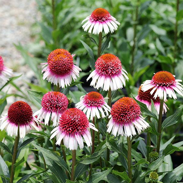 ユニークな花姿の一重咲き種・丈夫な宿根草 カラフルで豪華なエキナセア。印象的な花が花壇で人気です。夏の暑さに負けずに開花し続けます。初夏から秋まで開花し、よく分枝して切花やドライフラワーにも利用されます。秋から露地植えしておくと株がしっかり...
