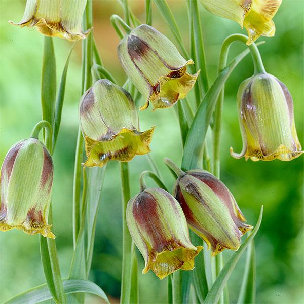西アジア原産の球根植物。オリーブグリーンにあずき色の縞が入るシックな配色と、フリチラリア独特のアーチを描く花姿がマッチしたエレガントな品種です。桜の咲くころに開花します。※詳しい商品説明は下のほうに記載があります
