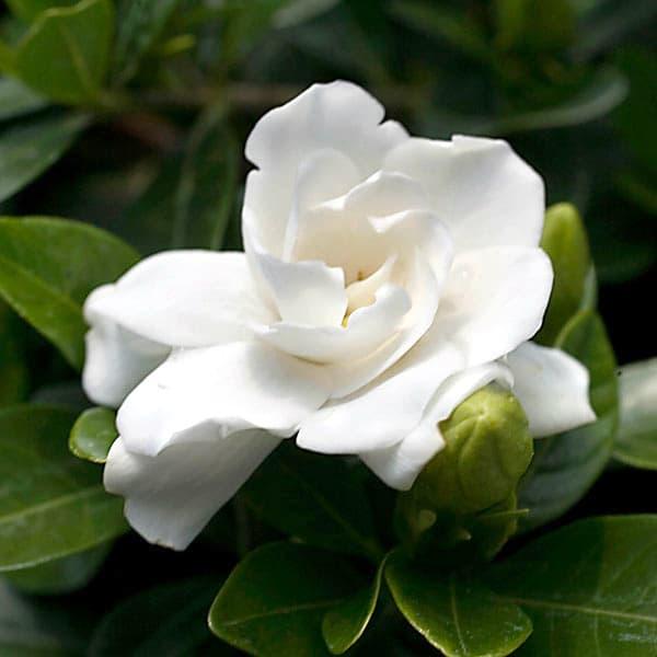 クラウンジュエルは八重咲きでボリュームのある大きな白花を咲かせるクチナシです。花には豊かな香りがあり、多くの花を付けます。わい性（樹高が伸びにくい）品種で樹形もこんもりまとまるため、鉢植えでも栽培できます。純白の花からは、実はつかない品種で...