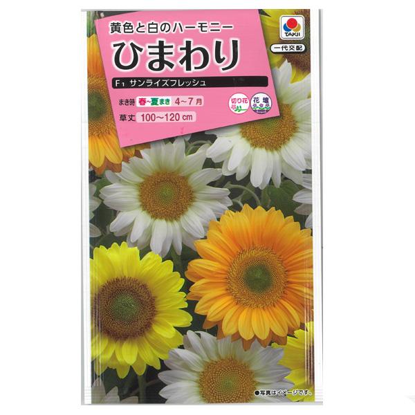 種　タネ　緑芯の3色ミックスです。オレンジ、レモン、ホワイトの調和が美しく映えます。茎がしっかりしているので切り花にも使えます。※詳しい商品説明は下のほうに記載があります