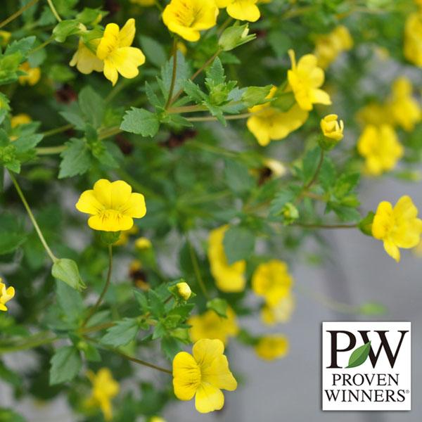 小さな可愛い黄色の花を次々と咲かせ、耐暑性・耐雨性・耐病性に優れた優秀な品種です。一般的には6月頃より開花が始まりますが、この品種は4〜5月頃より花をつけ始める早咲き種です。早咲き種は夏に弱い傾向がありますが、このゴールドダストは夏の暑さに...