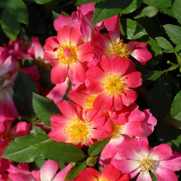 絶え間なく咲き乱れるバラ、ドリフトローズ。フランス・メイアン社から登場のグランドカバーローズシリーズです。※詳しい商品説明は下のほうに記載があります