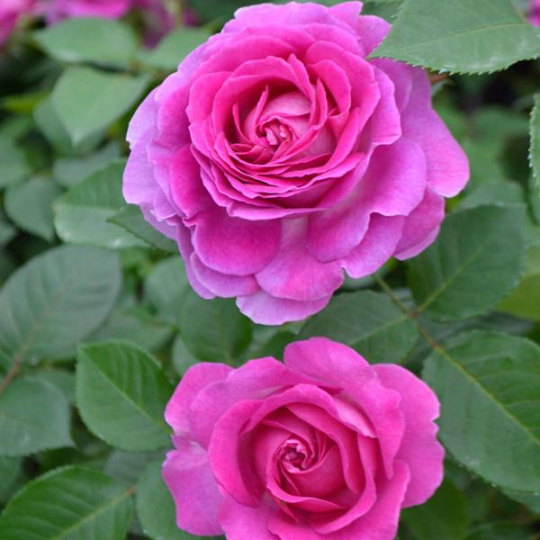 丸みのあるヴァイオレットピンクの花は庭に華やかな彩りを添えます。すっきりとしたシトラスの香りから、複雑な要素を含むローズの香りも感じられます。数々のコンクリートで芳香賞を受賞。コンパクトで鉢植えなどにも適しています。品種名は北ドイツの伝説的...