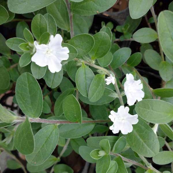 アメリカンホワイトは、春から夏の花として人気のアメリカンブルーの白花品種。株元から枝をたくさん伸ばし、次々に白い花を咲かせます。プランターや花壇、ハンギングバスケットなどにおすすめです。花をたくさん咲かせるコツは水やりをしすぎないこと。葉が...