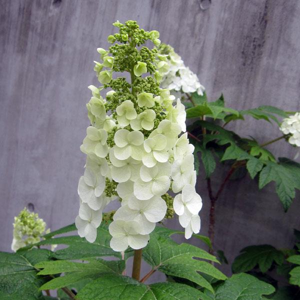 庭植え・鉢植えに人気の柏葉アジサイの一重咲き種です。柏に似た切れこみの入った葉と、真っ白な長い房状の花が美しく、おすすめの品種。半日陰でもよく育ちきれいな花を咲かせてくれますので、シェードガーデンに最適です。または、大き目の鉢やコンテナでも...