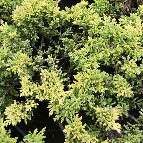 這性の低木で、春から夏は葉色が鮮やかな黄金色になり、冬は橙色を帯びます。黄金色のコニファーの中ではもっとも樹高が低くなります。グランドカバーやお庭の前面におすすめです。耐寒性、耐暑性が強く、乾寒風や積雪にも耐えます。枝がほふくして長く伸び、...