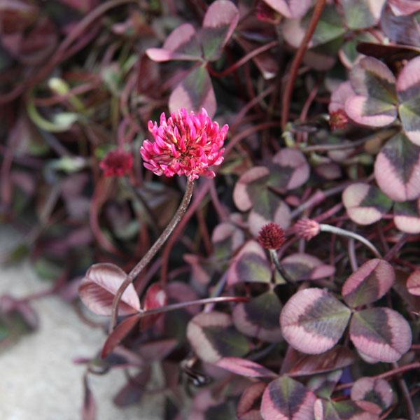 ★入荷から日数が経ったためセール価格となりました。商品の状態は画像と異なる場合があります。★※詳しい商品説明は下のほうに記載があります