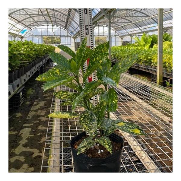 日陰の庭木の代表とも入れるアオキ。耐陰性、耐寒性が強く、葉色が豊富です。あまり日差しが強い場所では葉焼けを起こすので注意してください。スターダストは黄色の星斑が入る品種です。実がつかない品種ですが、星斑が明るく、印象的です。樹形は立ち性です...