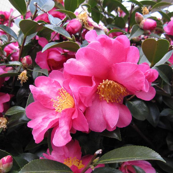 寒椿はツバキ科の常緑広葉樹で冬の代表的な花木です。枝が横に伸び、背が低いため「ハイカン（這寒椿）」と呼ばれ、生垣などに利用される立性の「タチカン」と区別されます。11〜2月にかけて濃紅色の八重咲きになります。また、葉が濃緑色です。庭園の列植...
