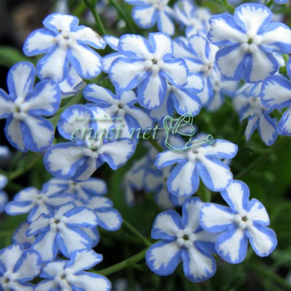 ブルンネラは半日陰から日陰のボーダー花壇に向き、樹木の下草としても利用できる耐寒性宿根草です。スターリーアイズは、白に青い縁取りが入る珍しい花色。緑葉との組み合わせでさわやかな印象になります。お届け時はまだ株が小さい為、葉が小さいことや色合...