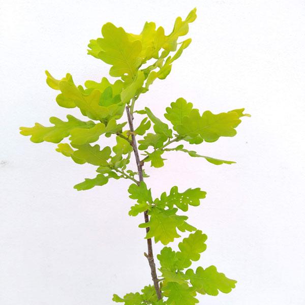 ヨーロッパ原産の欧州ナラの園芸種で、萌芽から遠めにもわかる鮮やかな黄金色の葉がたいへん美しい品種です。葉はのちに緑色に変わります。新芽とともに出てくる花穂も同じ黄金色です。また、秋には赤みを帯びた黄金色の紅葉も楽しめます。樹高は比較的低いの...