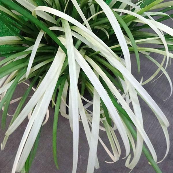 ★入荷から日数が経ったためセール価格となりました。商品の状態は画像と異なる場合があります。★ピュアブロンドは春の芽吹き時の葉がクリームホワイトになる珍しい品種。夏は黄緑色に変化しますが、クリーム色を長く保ち、また性質も強健な園芸種です。ヤブ...