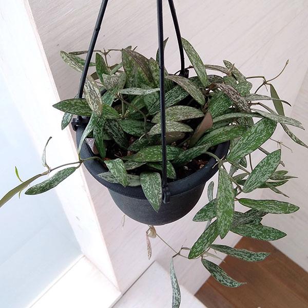 ホヤは熱帯アジアを中心に分布するつる性植物で、葉は多肉質。殆どの種類が花を付けます。シギランサスは肉厚の葉に斑が入る美しい品種。細めの斑入り葉がスタイリッシュな印象です。乾燥に強く耐陰性もあるので、室内で管理しやすい品種です。耐寒性は他のホ...