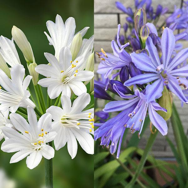 春から秋まで開花する今までにない四季咲き性のアガパンサス！花首が伸びずコンパクトにまとまるわい性品種です。ブルーとホワイトの2色各1ポットでお届けします。※詳しい商品説明は下のほうに記載があります