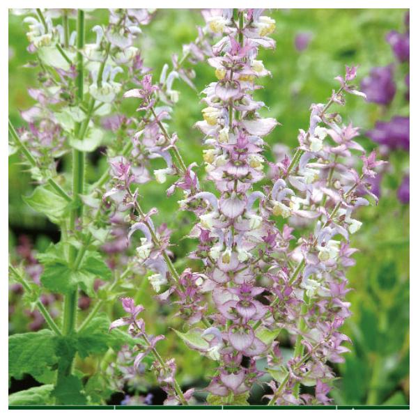 クラリーセージは高性のサルビアで、晩春から初夏にかけて、長さ3cm程のライラックブルーの花を花茎をのばしながら咲かせていきます。花よりも大きいピンク色のガクと花弁との色の組み合わせがきれいです。草丈は100cm、株張りも80cmと大型になり...