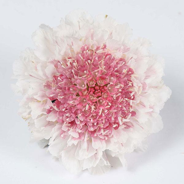 ★入荷から日数が経ったためセール価格となりました。商品の状態は画像と異なる場合があります。★人気のスカビオサの切り花品種、スクープシリーズ。暑さ、寒さにとても強く、カラフルでポップな花色が目を惹きます。高さを魅せる花壇にも、花をカットして切...