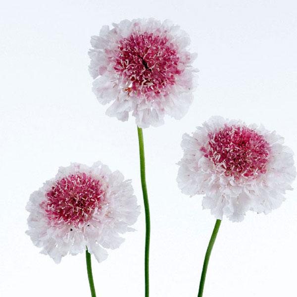 人気のスカビオサの切り花品種、スクープシリーズ。暑さ、寒さにとても強く、カラフルでポップな花色が目を惹きます。高さを魅せる花壇にも、花をカットして切り花としても楽しめます。※詳しい商品説明は下のほうに記載があります