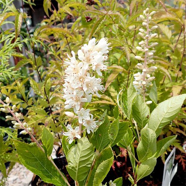 ★入荷から日数が経ったためセール価格となりました。商品の状態は画像と異なる場合があります。★アメリカリョウブはアメリカ東部原産で日本の山野に自生するリョウブの仲間です。樹高が低く枝が株立ち状に密生し、6〜7月にかけて次々に花穂を立ち上げ、芳...