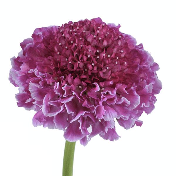 ★入荷から日数が経ったためセール価格となりました。商品の状態は画像と異なる場合があります。★人気のスカビオサの切り花品種、スクープシリーズ。暑さ、寒さにとても強く、カラフルでポップな花色が目を惹きます。高さを魅せる花壇にも、花をカットして切...