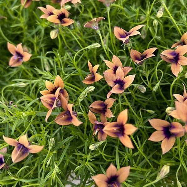 モノプシスはキキョウ科の多年草。繊細な茎葉を茂らせ、初夏から秋にかけて小さな花を咲かせます。ショコラは珍しいブロンズ色の花です。草姿は這性で、ユニークな花形です。※詳しい商品説明は下のほうに記載があります