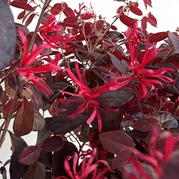 常緑性で春に花弁の細い花を木いっぱいに咲かせ、庭木や生垣に人気のトキワマンサク。楕円形の葉の美しさにも定評があります。庭木やボーダー花壇の背景樹として活躍します。刈り込みに強いので生垣に適しています。耐寒性が強く、栽培は容易です。花がない時...