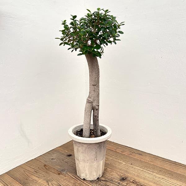 肉厚で光沢のある丸い葉を茂らせるパンダガジュマルの接ぎ木株です。一般的なガジュマルはやや細く先端がとがった葉ですが、パンダガジュマルは丸くかわいらしい葉です。また、パンダガジュマルは実生苗だと幹が細く葉が落ちやすいので栽培難易度が高いのです...