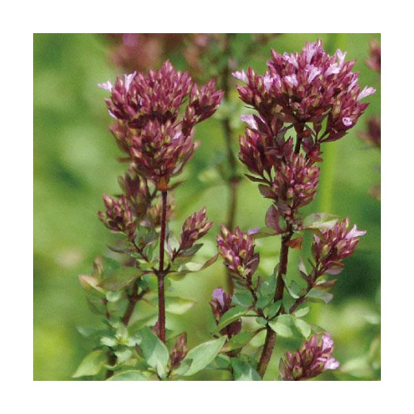 花壇におすすめ！紫桃色の花を長く咲かせる花オレガノ ★入荷から日数が経ったためセール価格となりました。商品の状態は画像と異なる場合があります。★ヘレンハウゼンは観賞用の花オレガノの仲間で、伸び上がった堅い茎の赤紫色のつぼみから、ピンクの小さ...