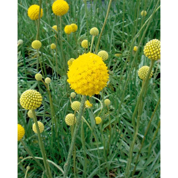 クラスペディアは春に黄金のピンポン玉のような球形の花を咲かせる多年草です。成長すると1株から10〜20本の花を咲かせるので、切花にして洋風アレンジに最適。ドライフラワーにしても美しい黄色を保ちます。特徴のある花は花壇のポイントになるので、。...