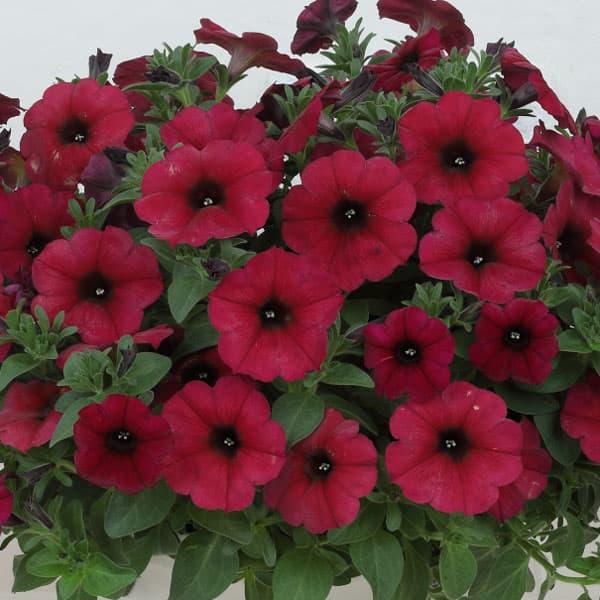 雨でもあでやかに咲く、サカタのタネ育成のペチュニア・ビューティカル。ペチュニアの生育旺盛さと、カリブラコアの強健さ・鮮やかな花色を併せ持つ、これまでにない新しい品種です。独特の花色とつやが特徴です。花持ちがよいので、育てやすく、秋遅くまで長...