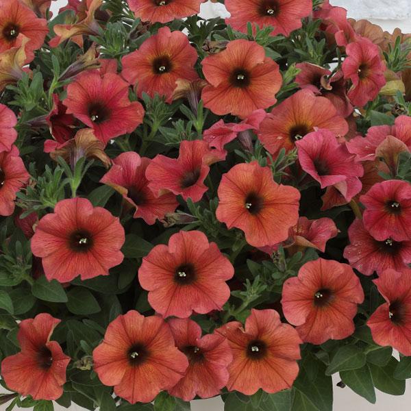 雨でもあでやかに咲く、サカタのタネ育成のペチュニア・ビューティカル。ペチュニアの生育旺盛さと、カリブラコアの強健さ・鮮やかな花色を併せ持つ、これまでにない新しい品種です。独特の花色とつやが特徴です。花持ちがよいので、育てやすく、秋遅くまで長...