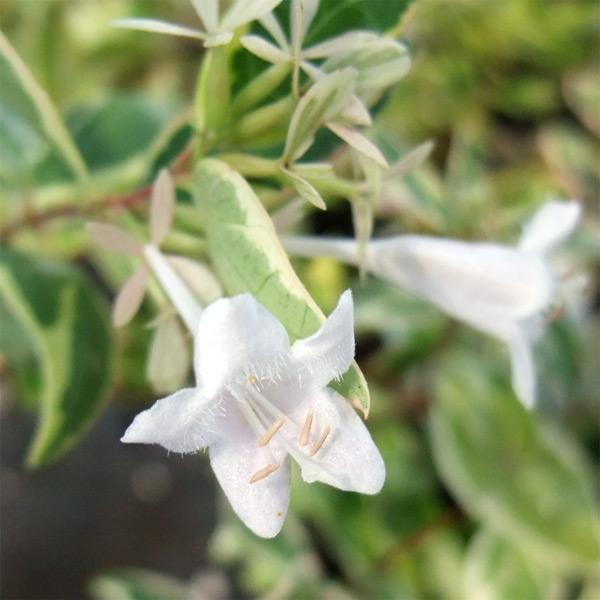 斑入り葉がきれいな常緑低木・開花期間が長い・列植、生垣に最適 アベリアは初夏から秋にかけて、無数の花を次々に咲かせる夏の名脇役です。丈夫で四季を通じて美しい葉を茂らせ、ボーダーや公共植栽にもよく利用されます。ホプレイズは小葉に黄覆輪が入り、...