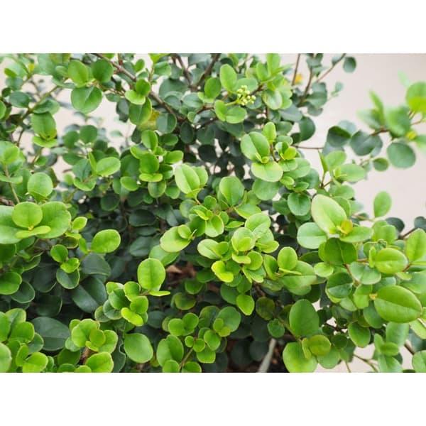 日本の山野に生えるガマズミ（ビバーナム）の仲間です。ハリアナムは流通が非常に少ない品種で、可愛らしい小さな丸い葉を持ち、樹形はドーム状になるのが特徴です。春に白色の花を咲かせ、秋〜冬にかけては黒紫色の実をつけます。寒さにあたると葉も深紅色に...