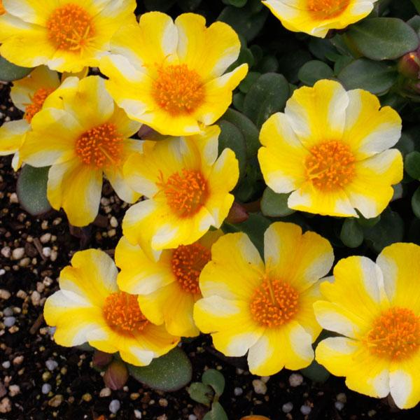 初夏から秋まで咲き続けるポーチュラカ（花スベリヒユ）。水切れに強く、炎天下でも絶えず花を咲かせます。必ず日当たりのよい場所に植えてください。夏チュラカドーム型でコンパクトに育ちます。※詳しい商品説明は下のほうに記載があります