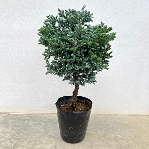 ブルーバード ★入荷から日数が経ったためセール価格となりました。商品の状態は画像と異なる場合があります。★美しいコニファーのスタンド仕立て！冬の寄せ植え作りや、鉢植えで玄関前のデコレーションにおすすめです。ボールバードは緑青系で葉裏が灰色が...